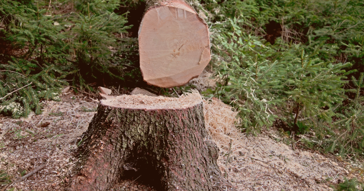 Heather Sargent and Charles Bishop successful in… - Landmark Chambers