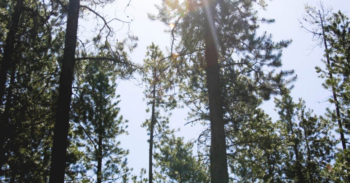 Tim Buley gives evidence to Parliament on… - Landmark Chambers